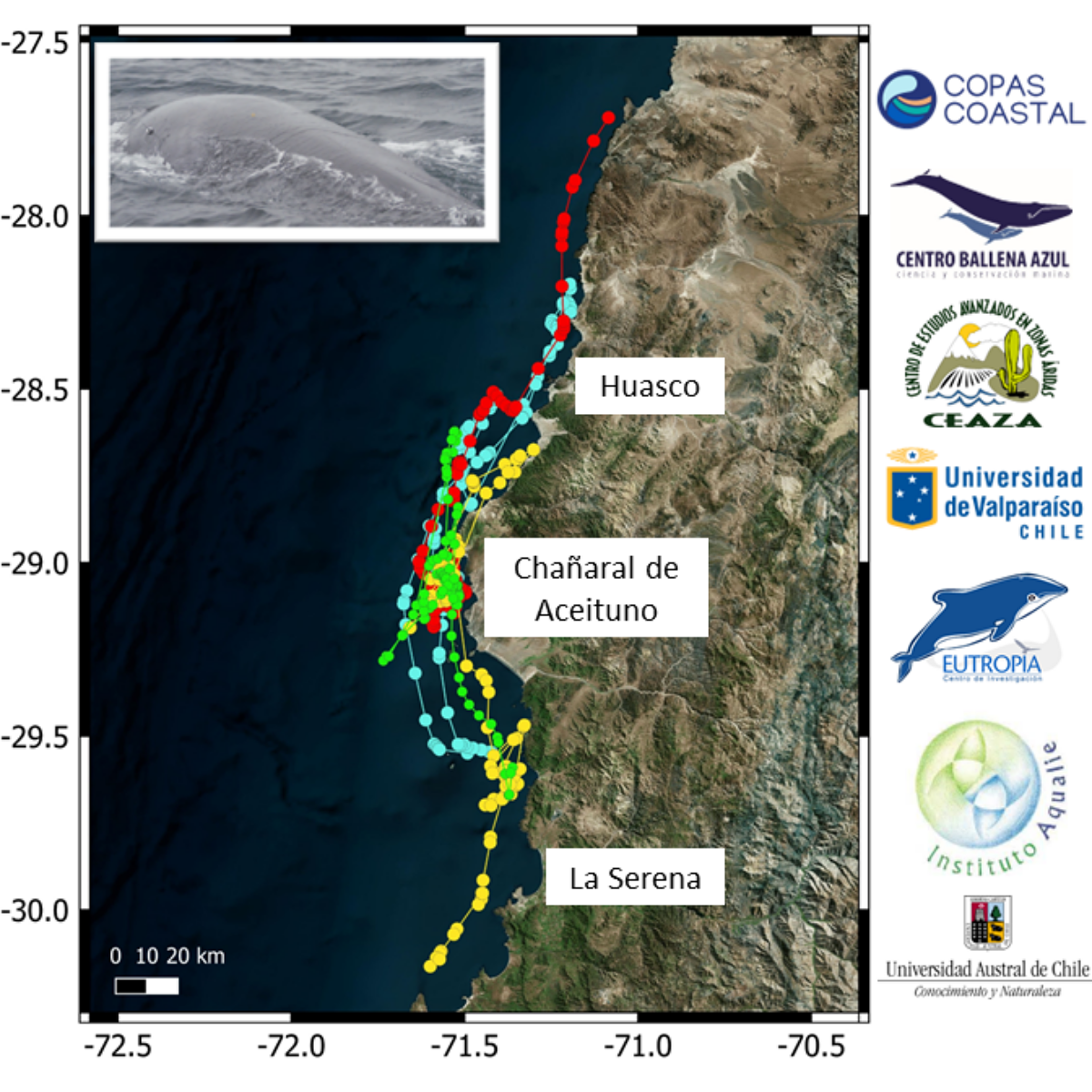 ¿Dónde van las ballenas en las costas de Chile? Seguimiento satelital ...